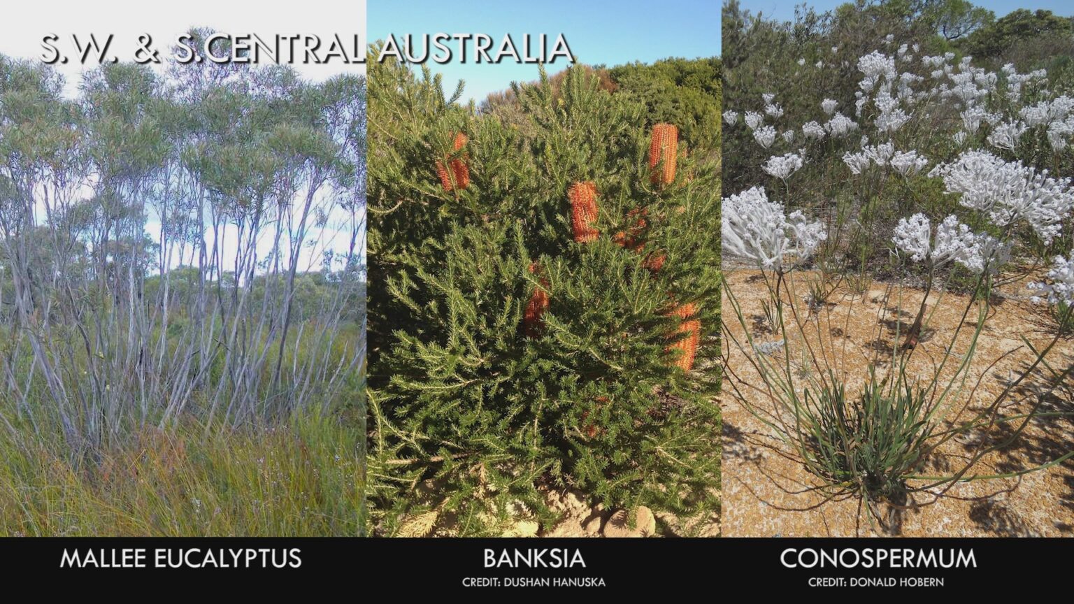 Shrublands (3) – Geodiode